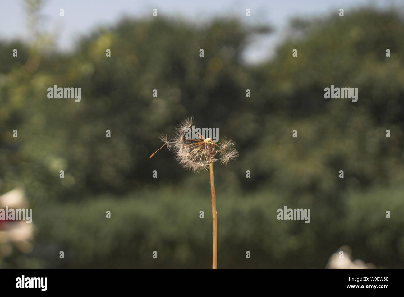 Dandelion seeds carries the wind. Clear summer day Stock Photo - Alamy