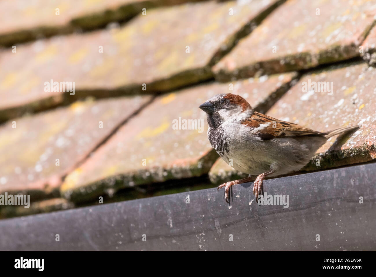 Sparrow stand on the drain water roof Stock Photo - Alamy