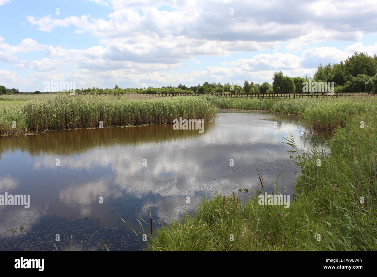 Water of marsh in background hi-res stock photography and images - Alamy