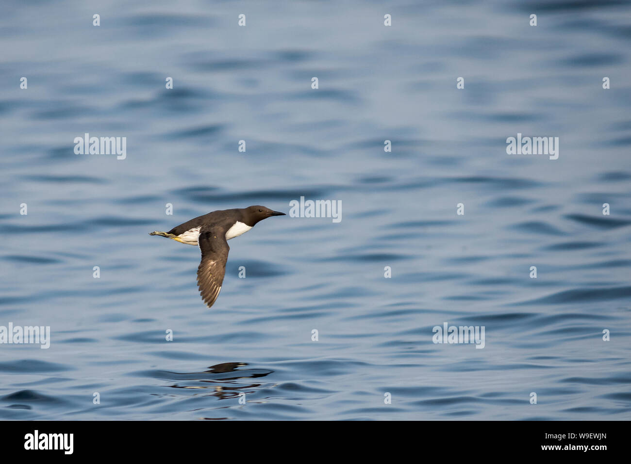 Flying low over sea hi-res stock photography and images - Alamy
