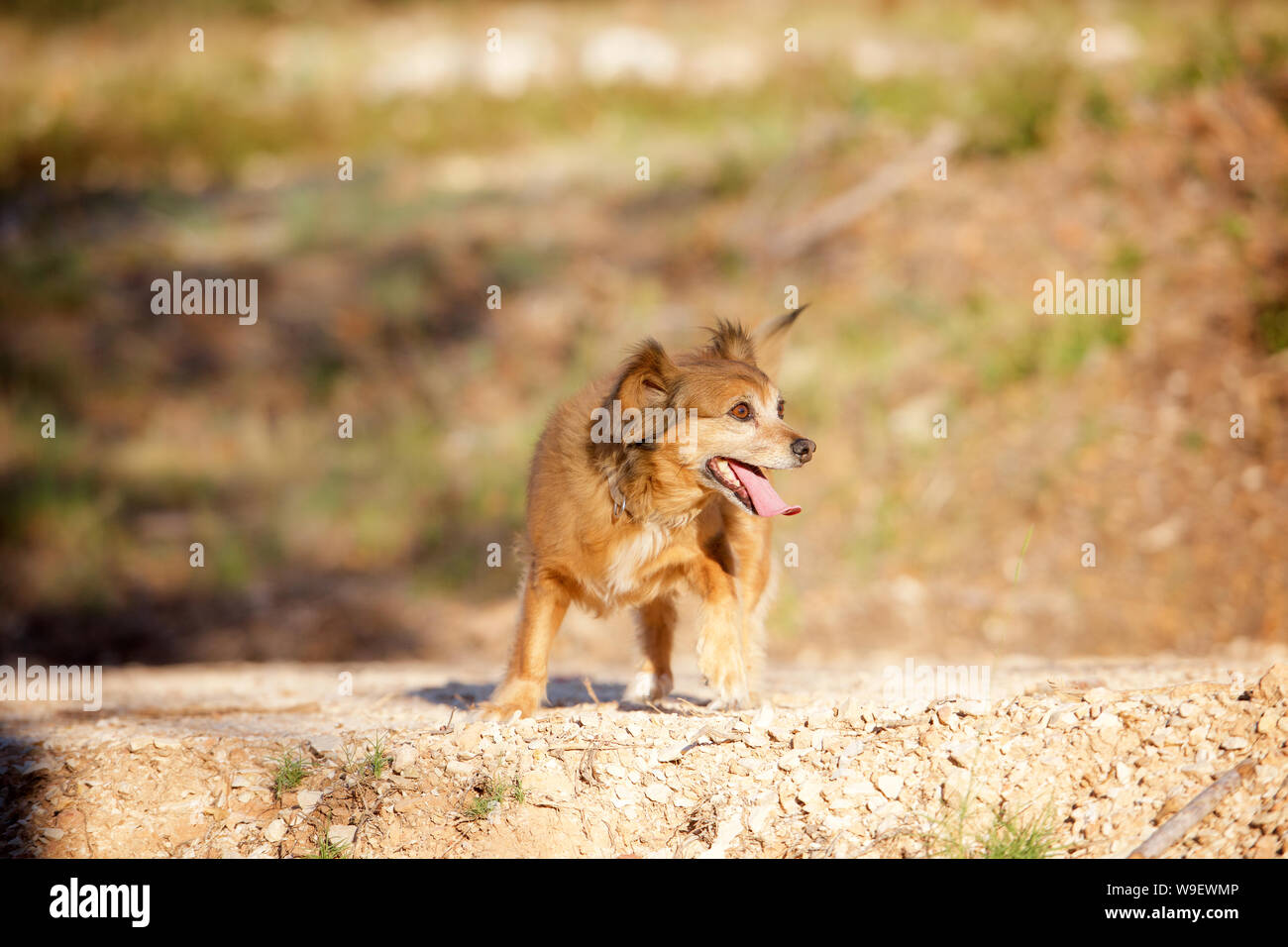 Dog outdoors in the countryside Stock Photo - Alamy