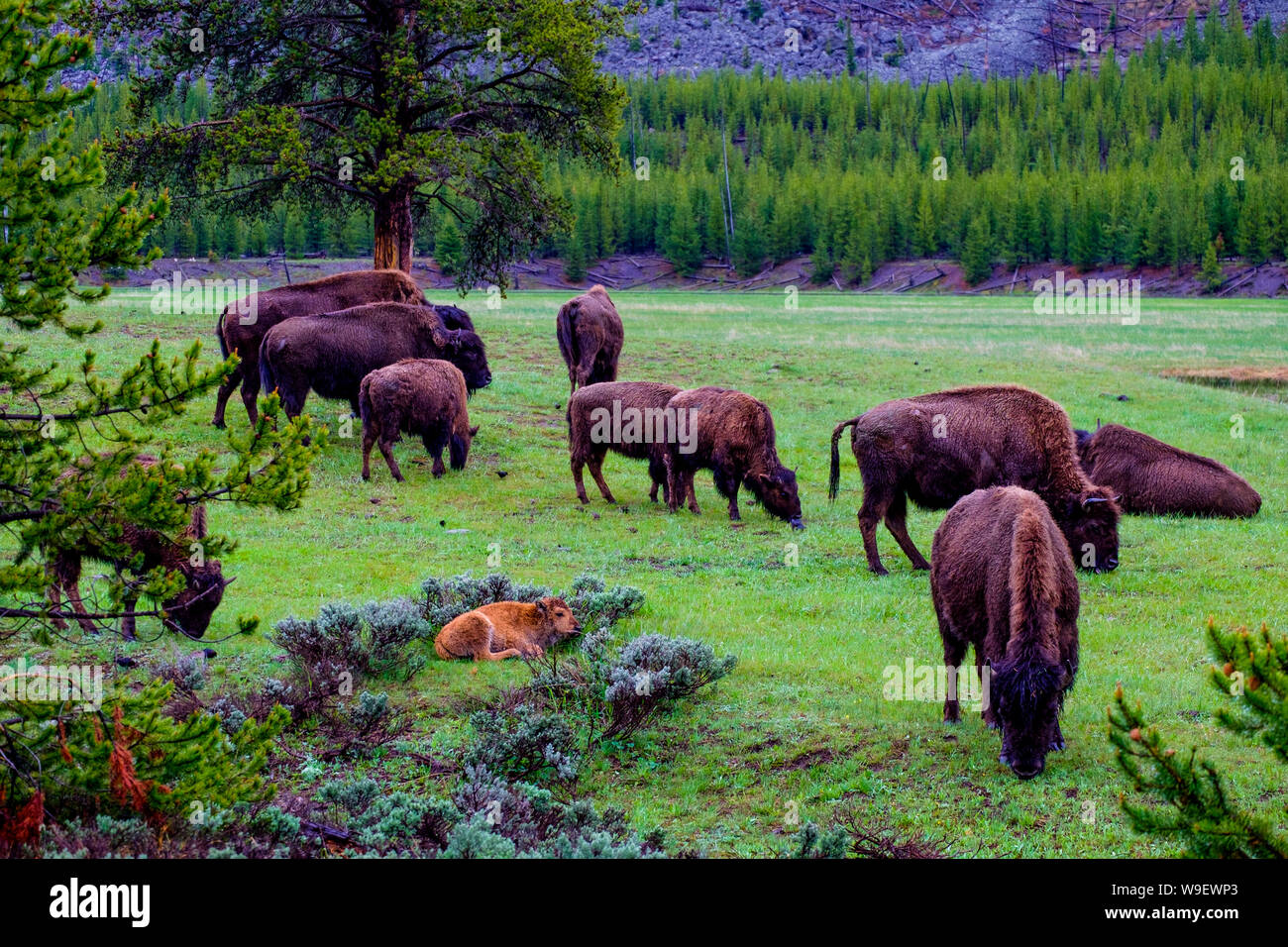 Yellowstone bison car hi-res stock photography and images - Alamy