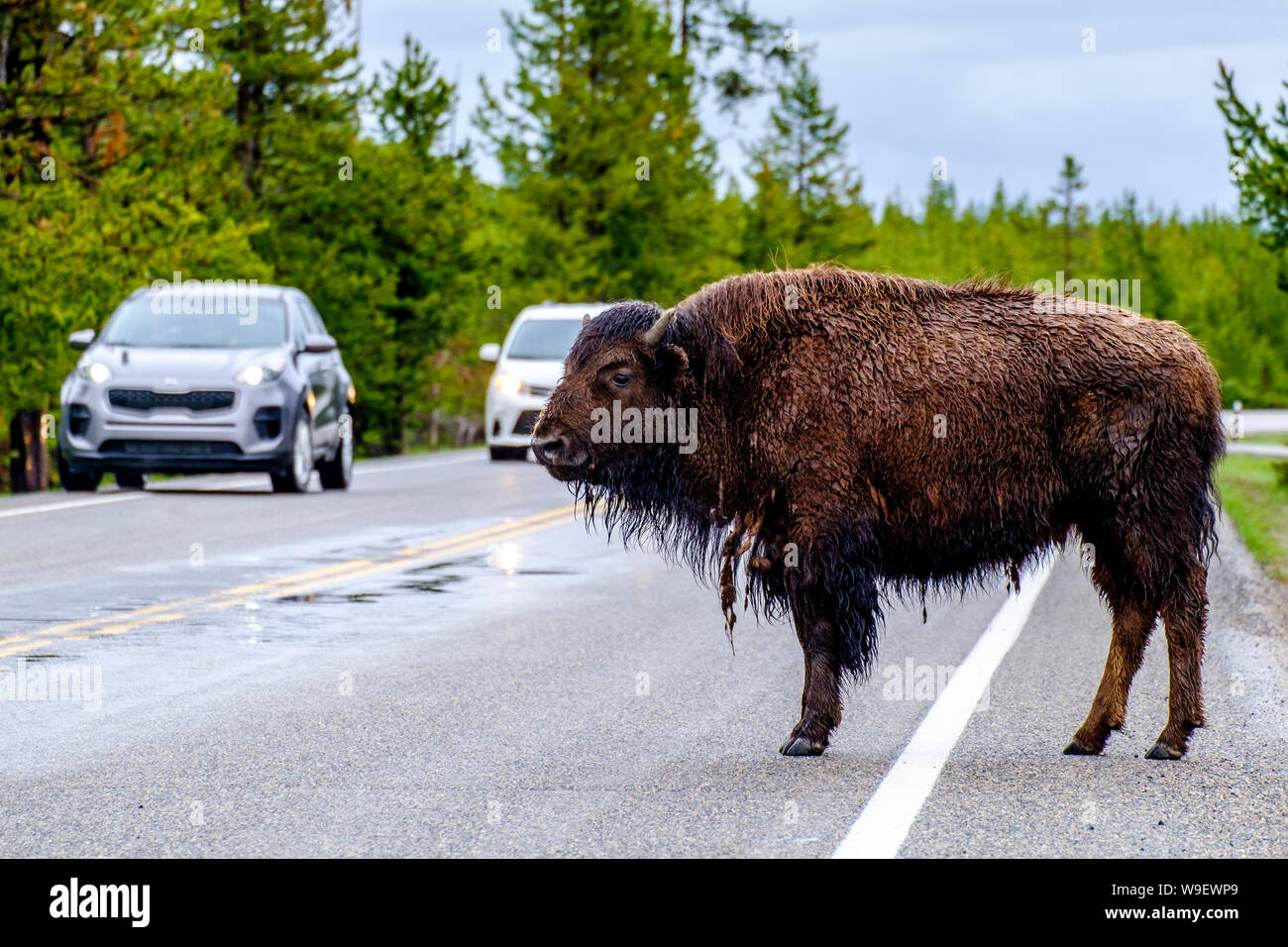 Bison yellowstone cars hi-res stock photography and images - Alamy