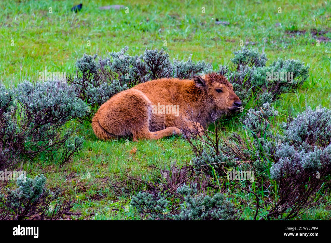 Yellowstone bison car hi-res stock photography and images - Alamy