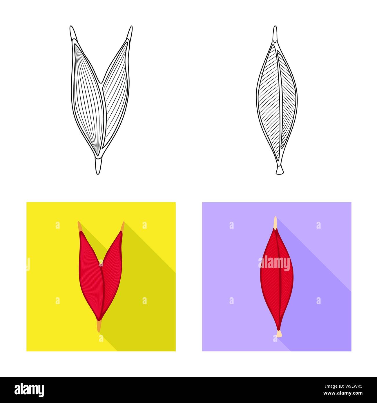 Vector illustration of fiber and muscular sign. Collection of fiber and ...