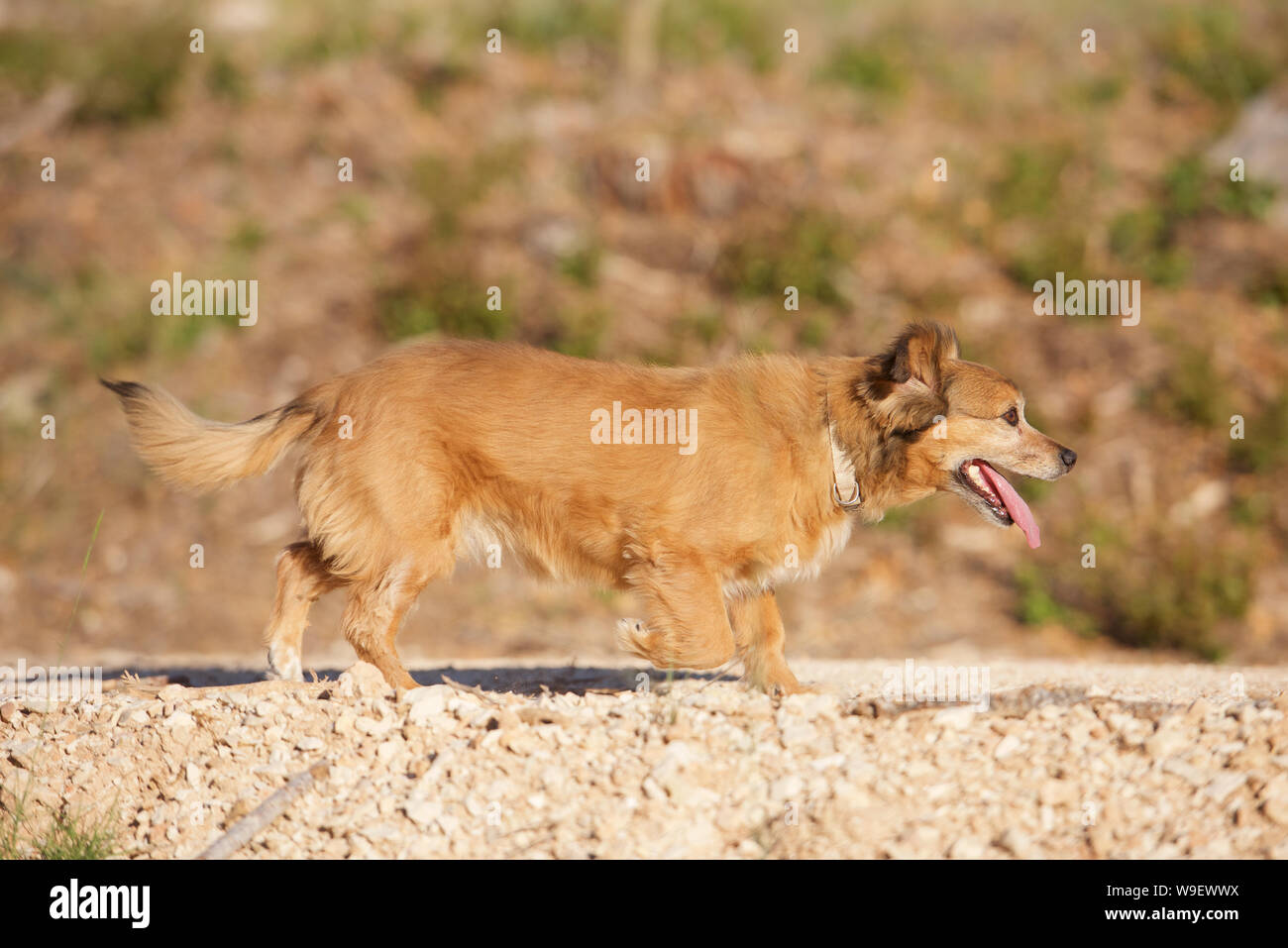 Dog outdoors in the countryside Stock Photo - Alamy