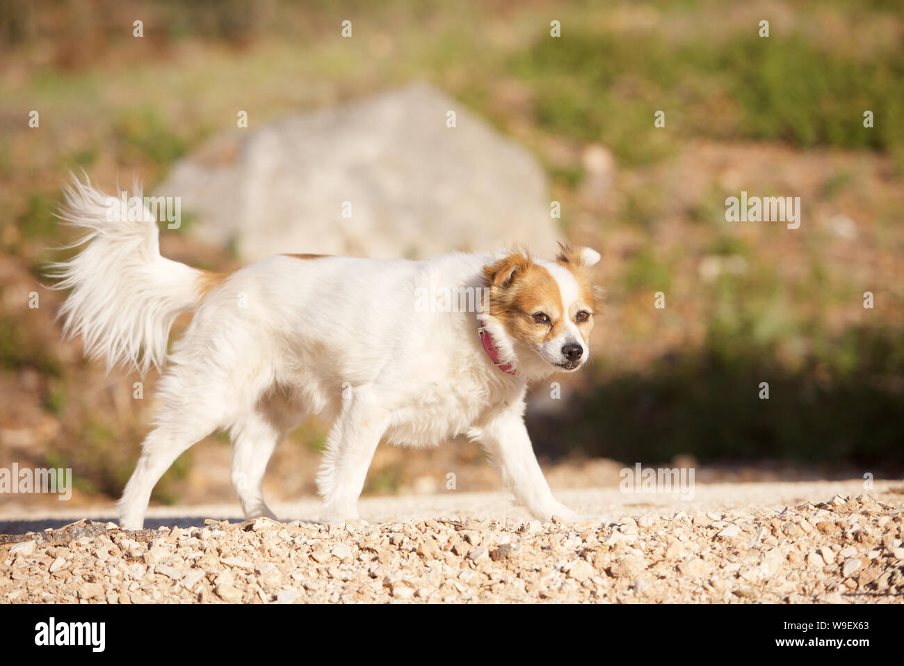 Dog outdoors in the countryside Stock Photo - Alamy