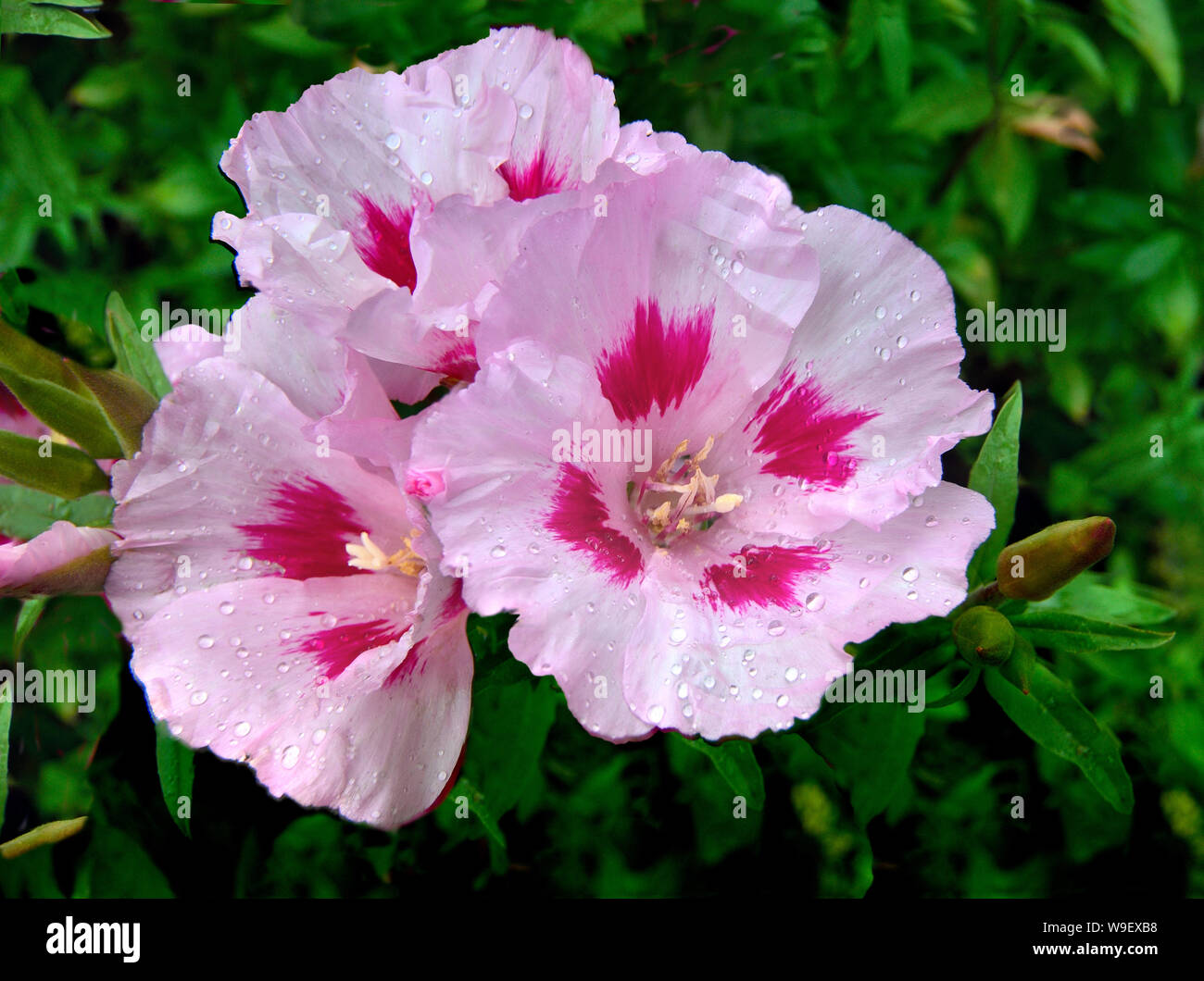 Clarkia hi-res stock photography and images - Alamy