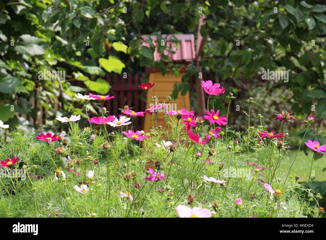 Cosmos plants hi-res stock photography and images - Alamy