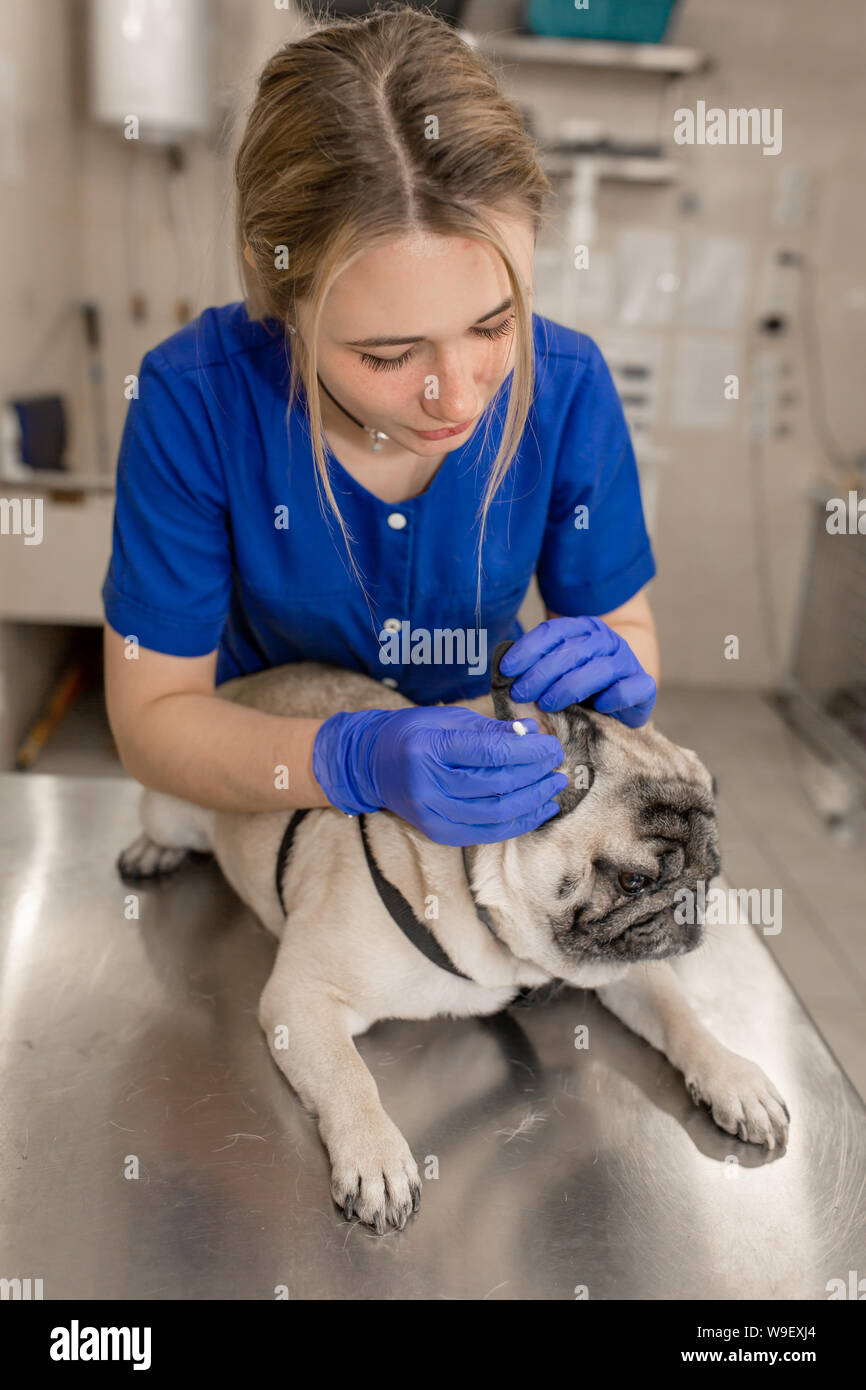 Person pug veterinarian veterinary hi-res stock photography and images ...