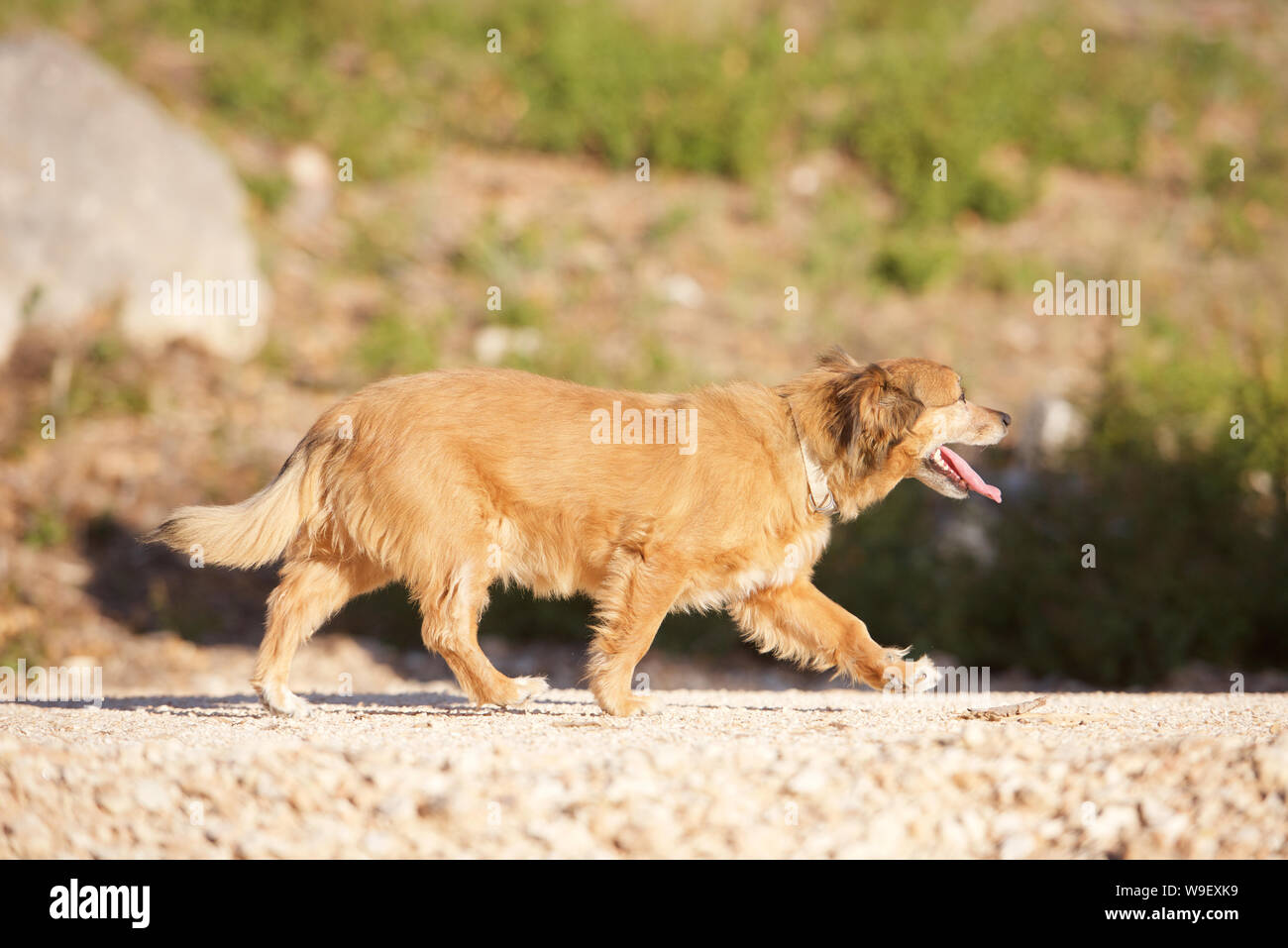 Dog outdoors in the countryside Stock Photo - Alamy