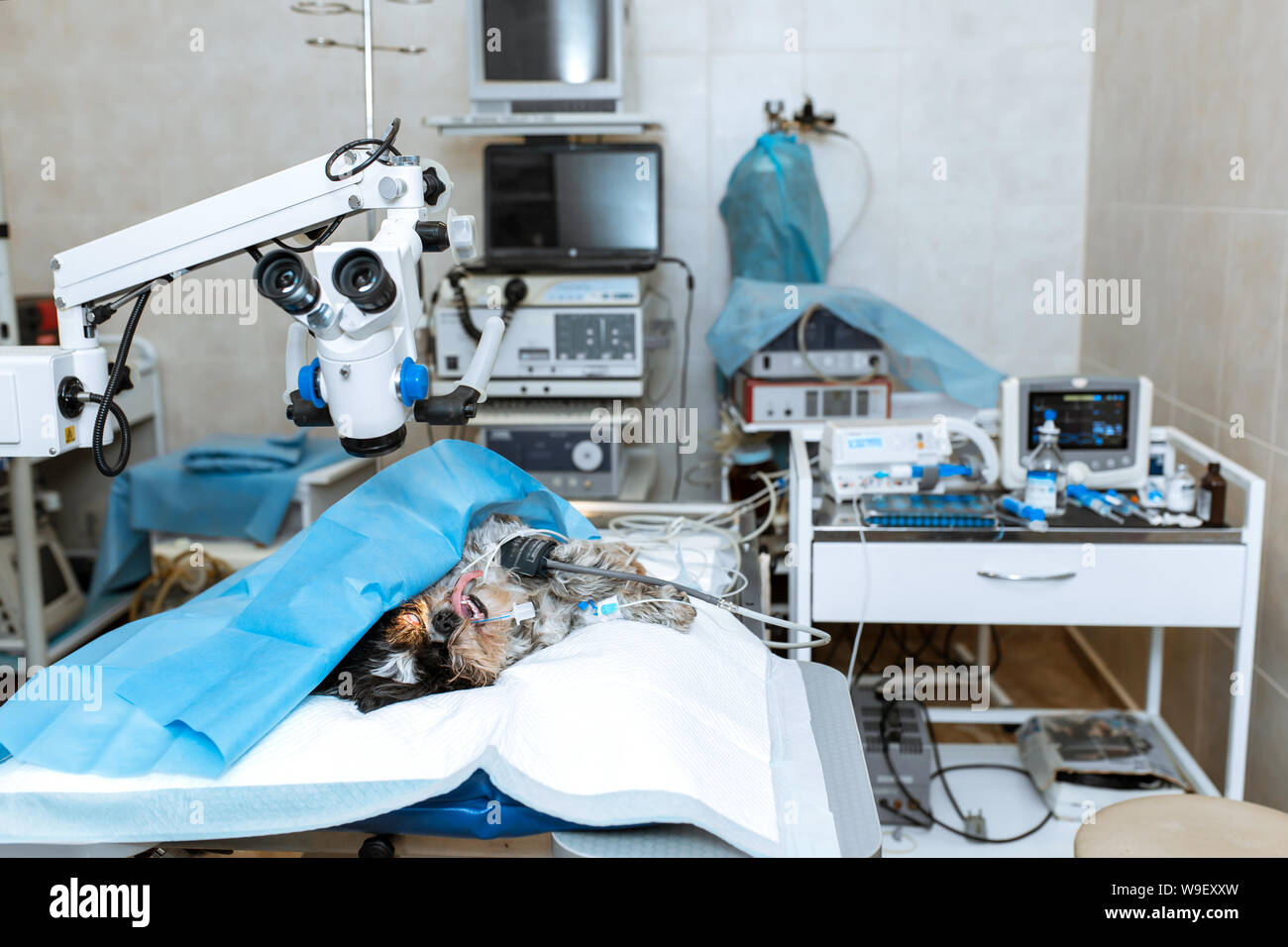 Dog under anesthesia lie on operating table in operating room. Dog ...