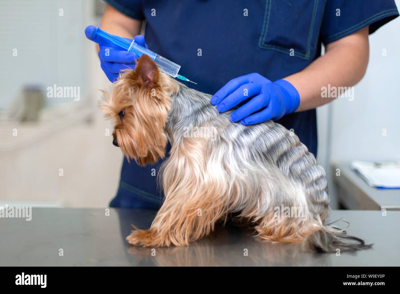 Veterinarian doctor injection to Yorkshire Terrier dog Stock Photo - Alamy