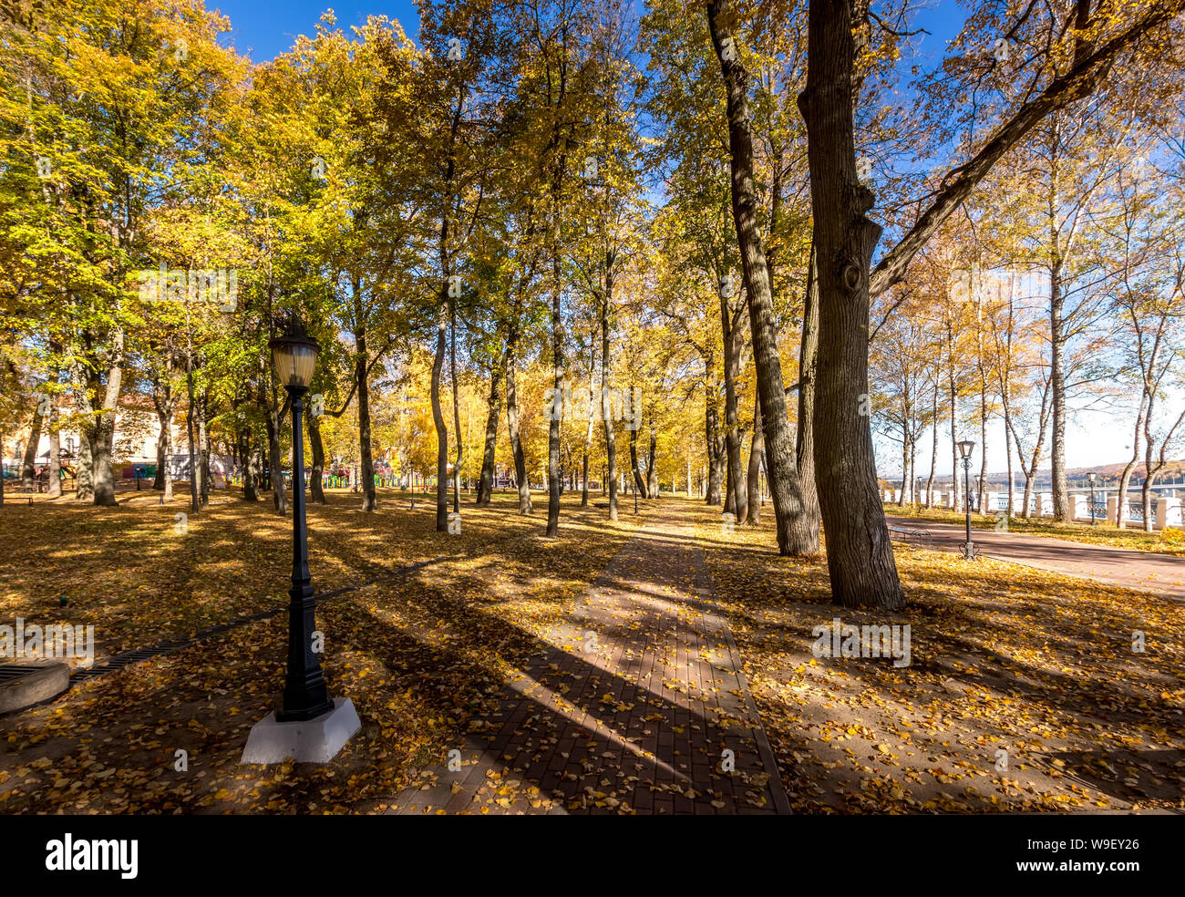 Yellow leaf fall in the park in golden autumn. Landscape with maples and other trees on a sunny ...