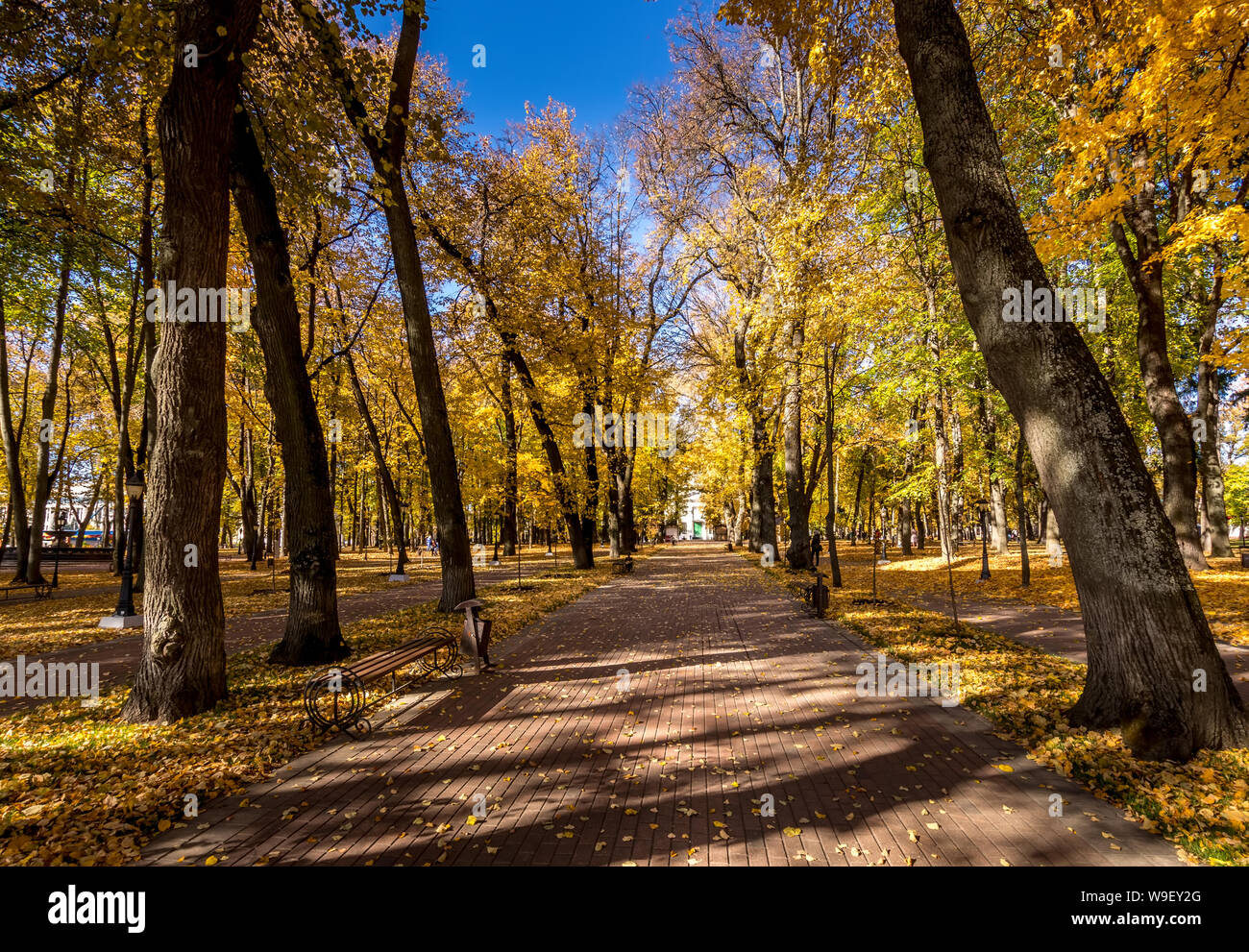 Yellow leaf fall in the park in golden autumn. Landscape with maples and other trees on a sunny ...