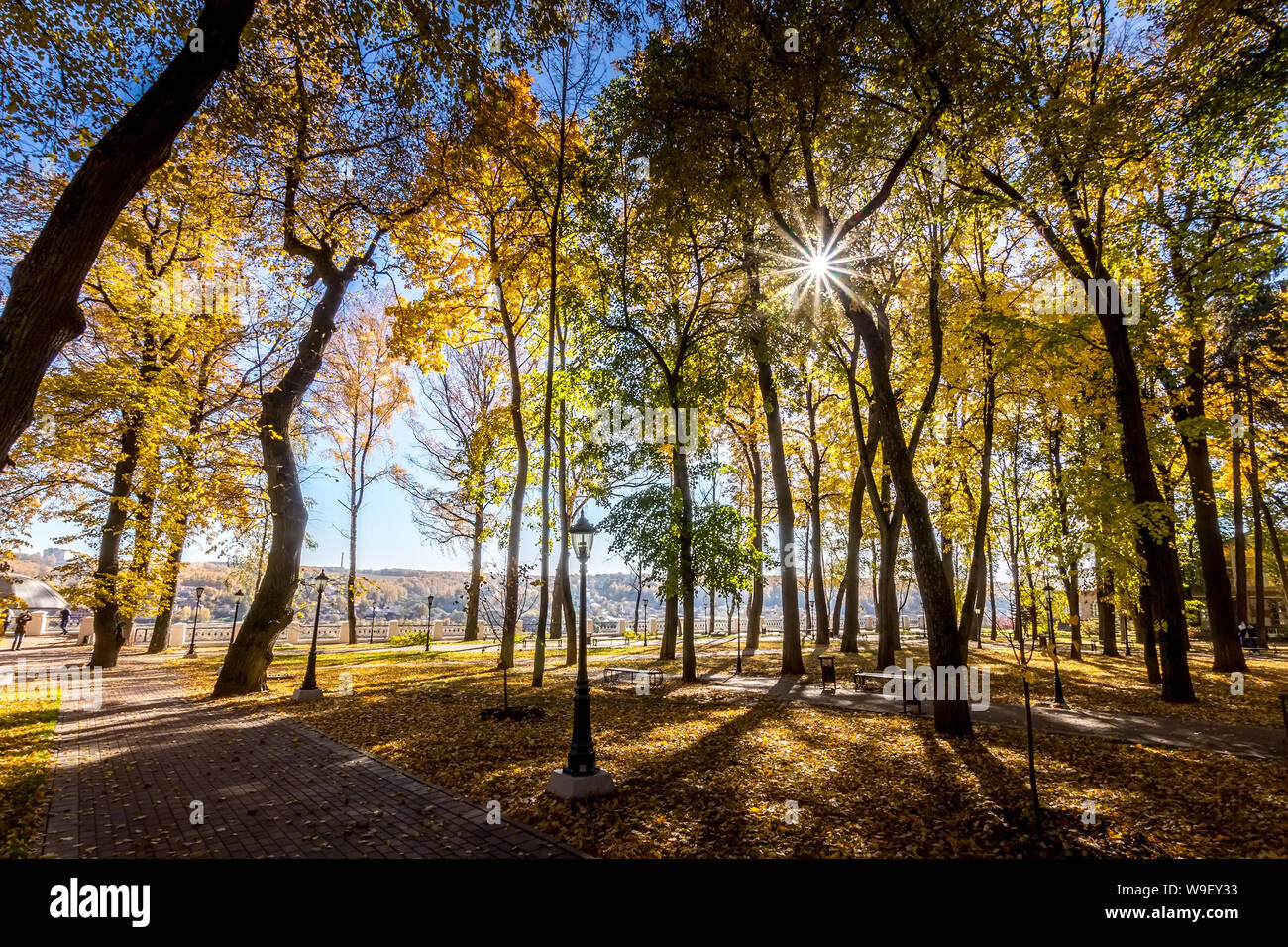 Yellow leaf fall in the park in golden autumn. Landscape with maples and other trees on a sunny ...