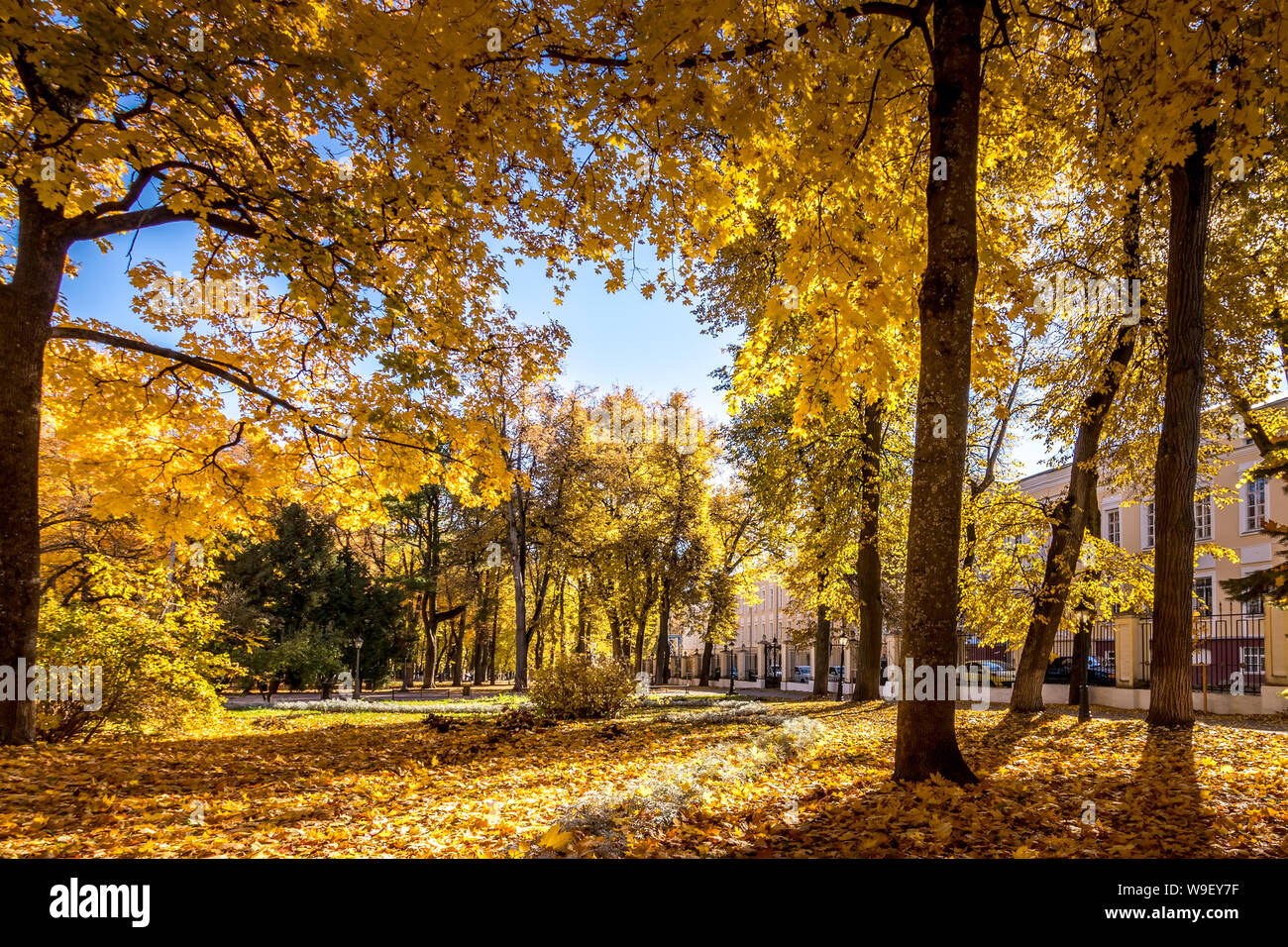 Yellow leaf fall in the park in golden autumn. Landscape with maples and other trees on a sunny ...