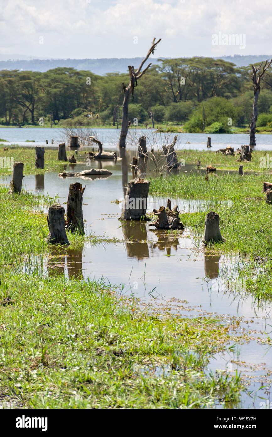 Lake Naivasha shoreline with dead trees and tree stumps partially ...