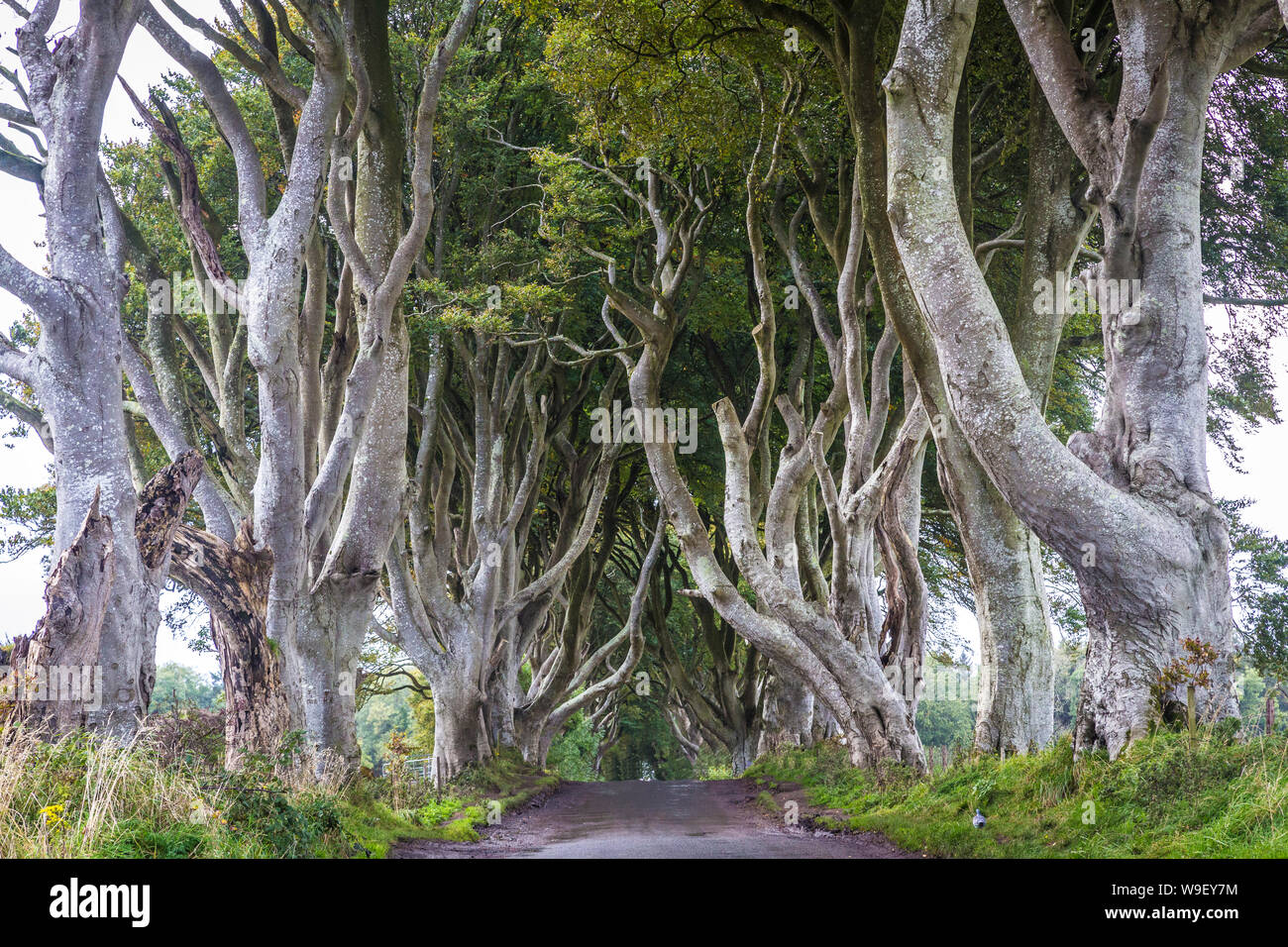 Spectacular dark hedges in co antrim hi-res stock photography and ...