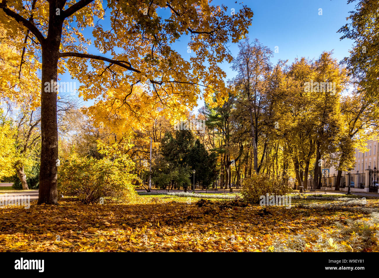 Yellow leaf fall in the park in golden autumn. Landscape with maples and other trees on a sunny ...