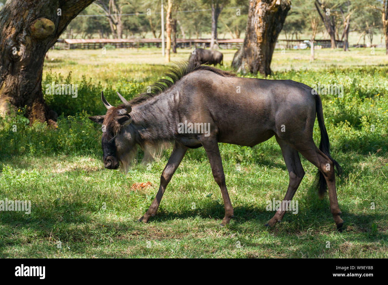 Western white-bearded wildebeest (C. t. mearnsi), Naivasha, Kenya Stock ...