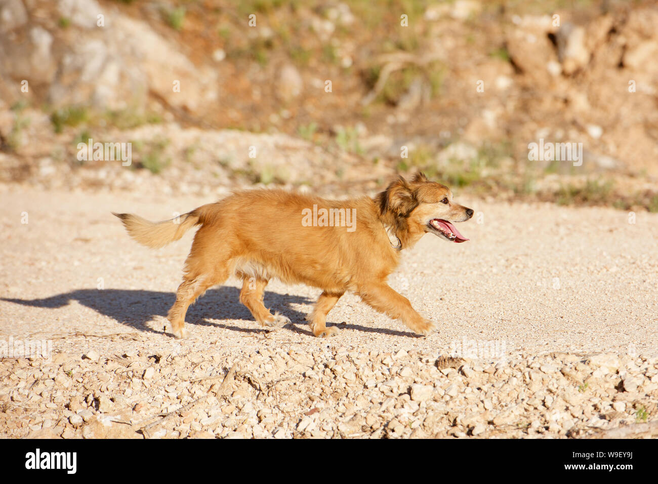 Dog outdoors in the countryside Stock Photo - Alamy