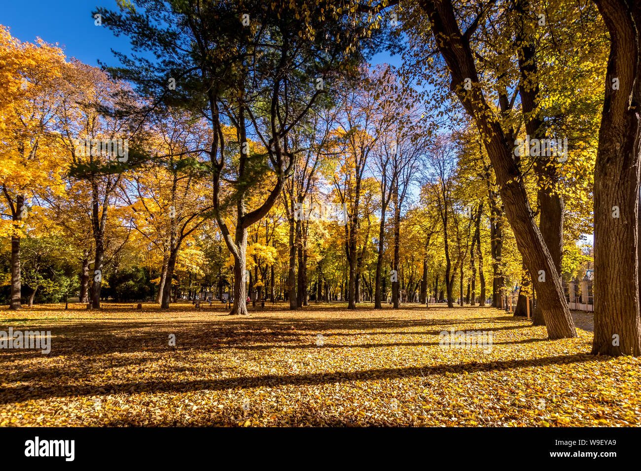 Yellow leaf fall in the park in golden autumn. Landscape with maples and other trees on a sunny ...