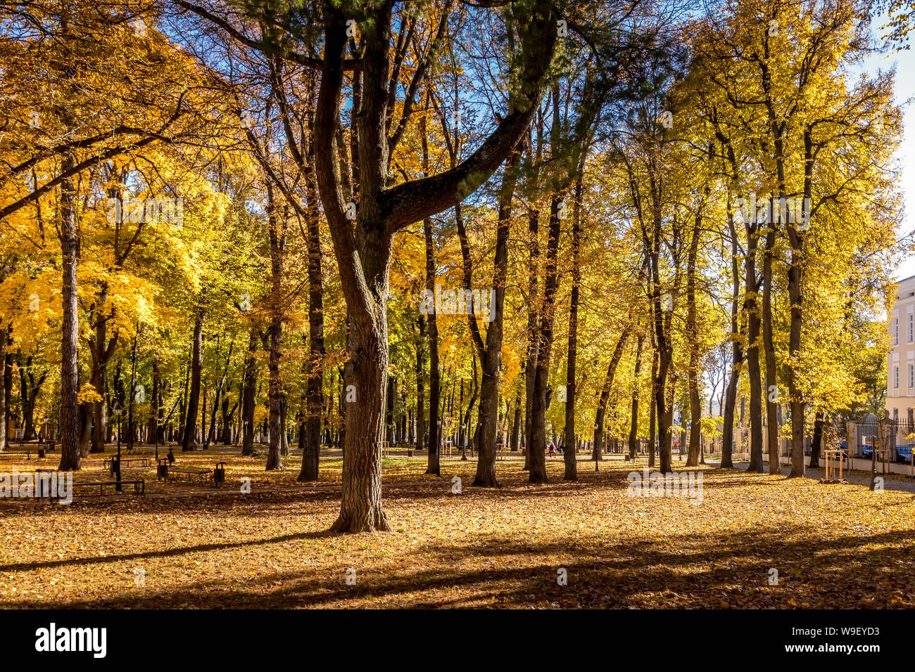 Yellow leaf fall in the park in golden autumn. Landscape with maples and other trees on a sunny ...