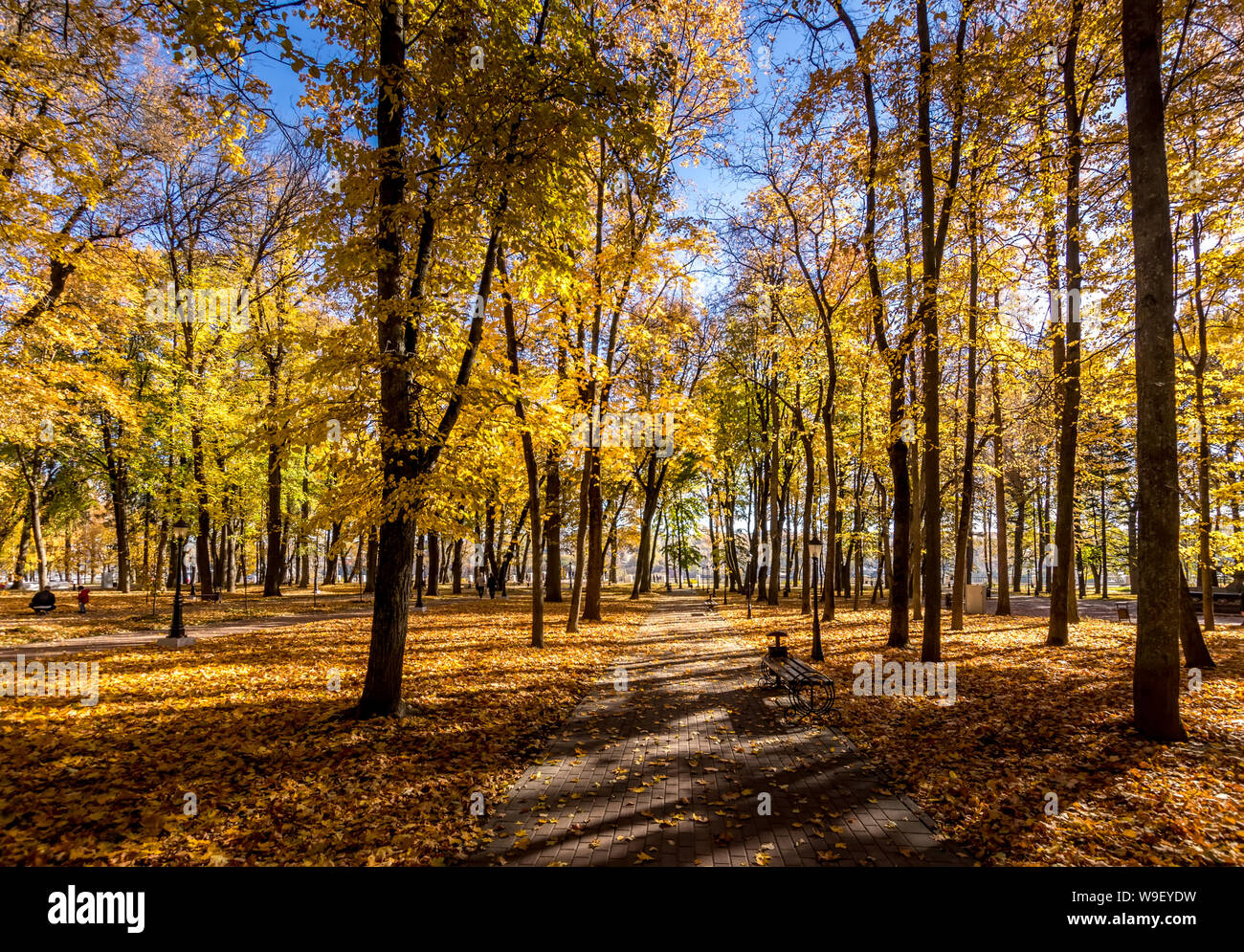 Yellow leaf fall in the park in golden autumn. Landscape with maples and other trees on a sunny ...