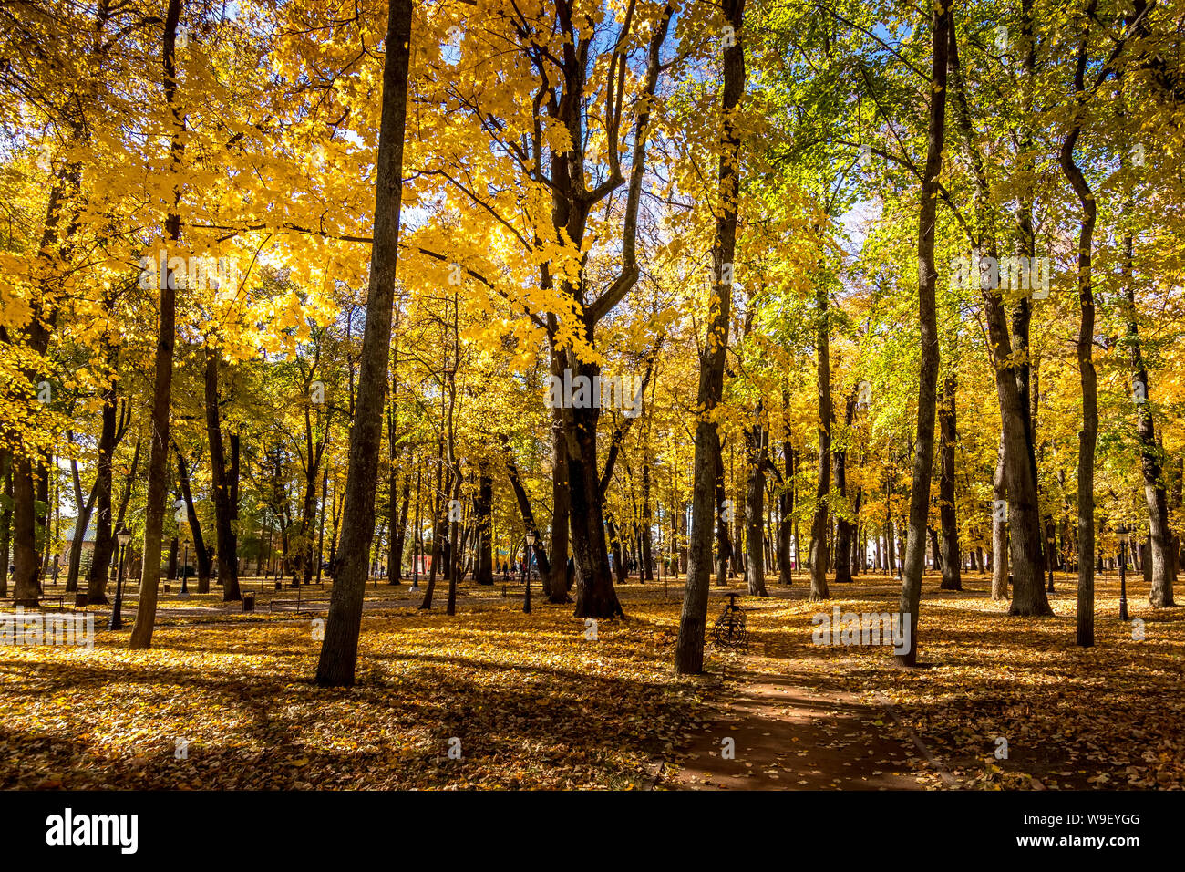 Yellow leaf fall in the park in golden autumn. Landscape with maples and other trees on a sunny ...
