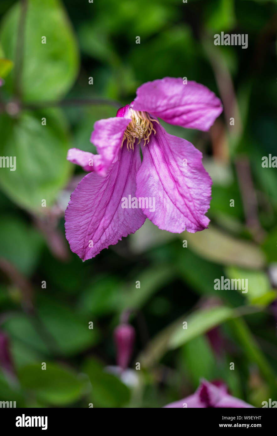 Alionushka hi-res stock photography and images - Alamy