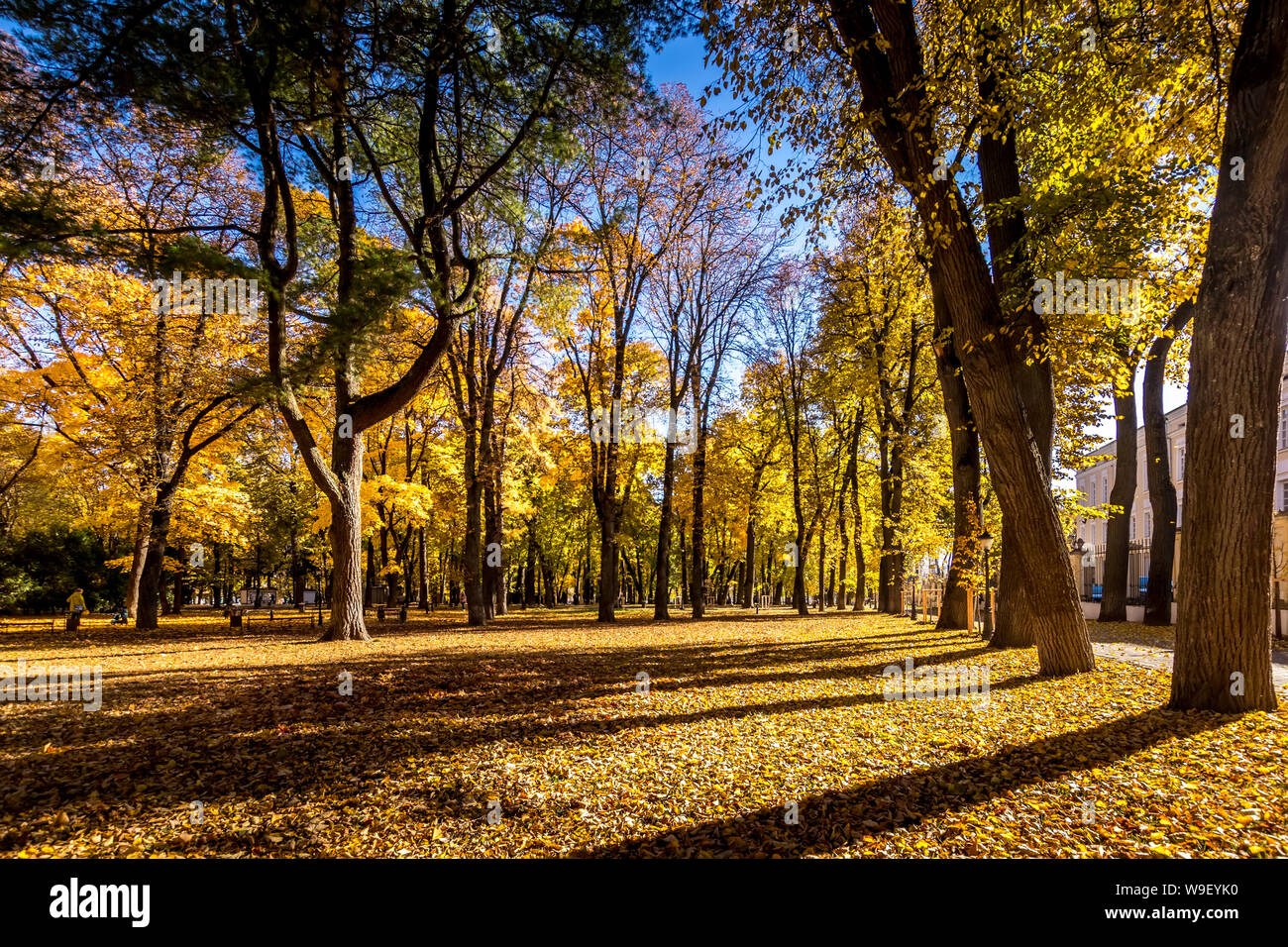 Yellow leaf fall in the park in golden autumn. Landscape with maples and other trees on a sunny ...