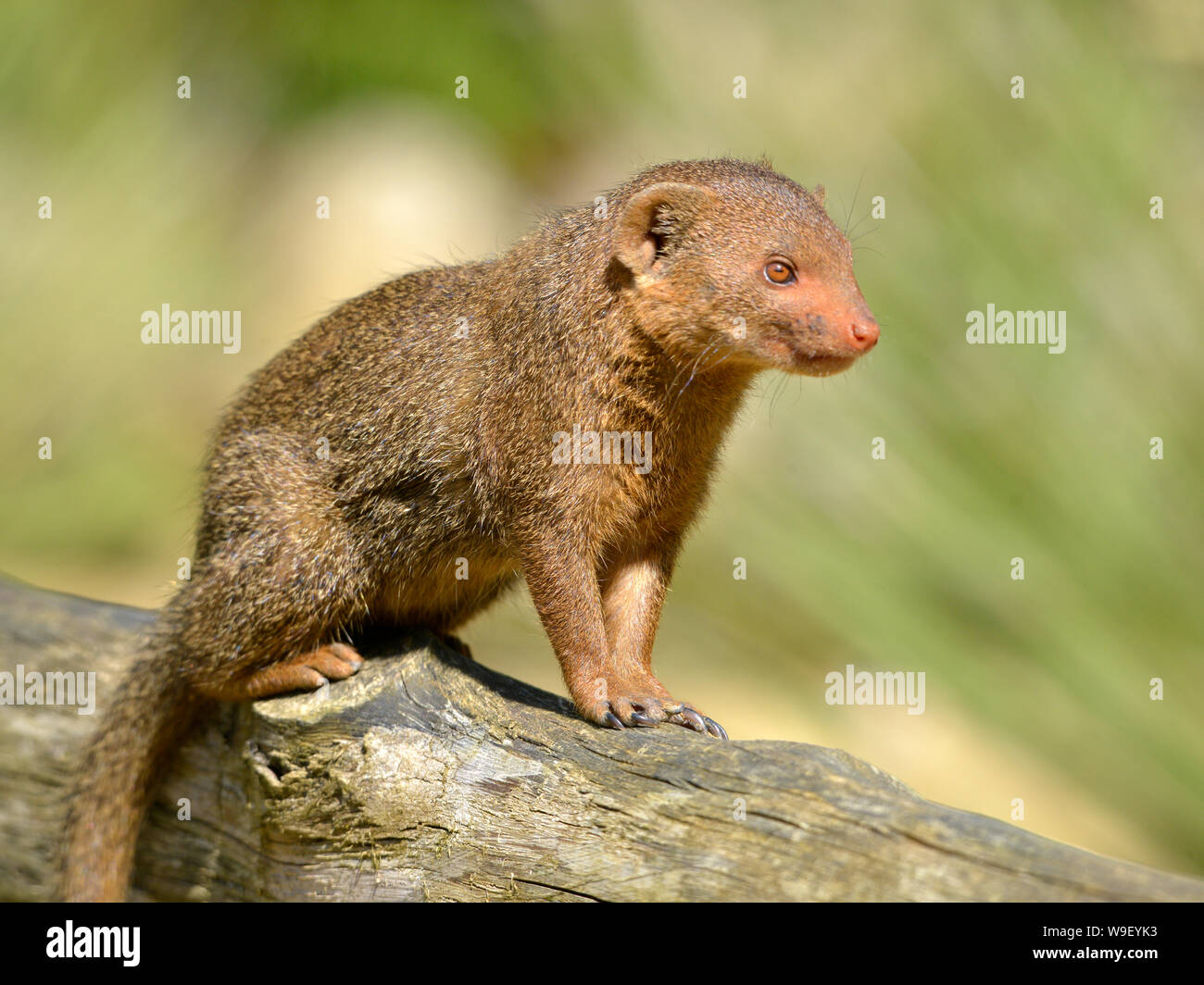 Mongoose tree hi-res stock photography and images - Alamy