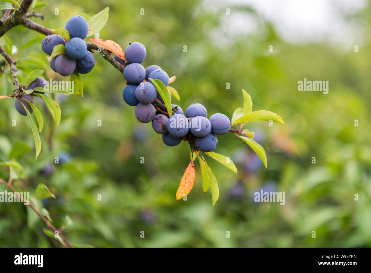 Curved fruit hi-res stock photography and images - Alamy