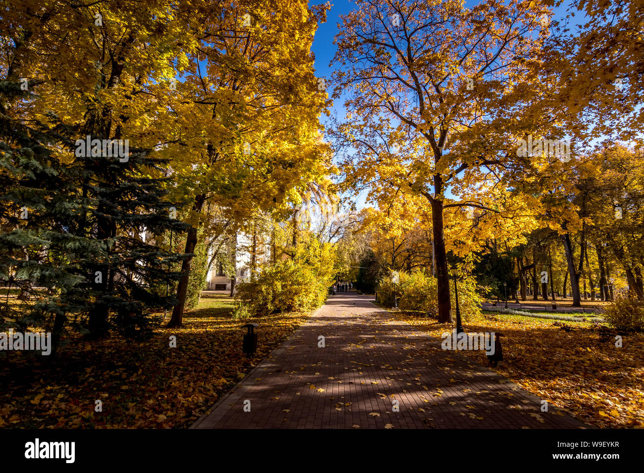 Yellow leaf fall in the park in golden autumn. Landscape with maples and other trees on a sunny ...