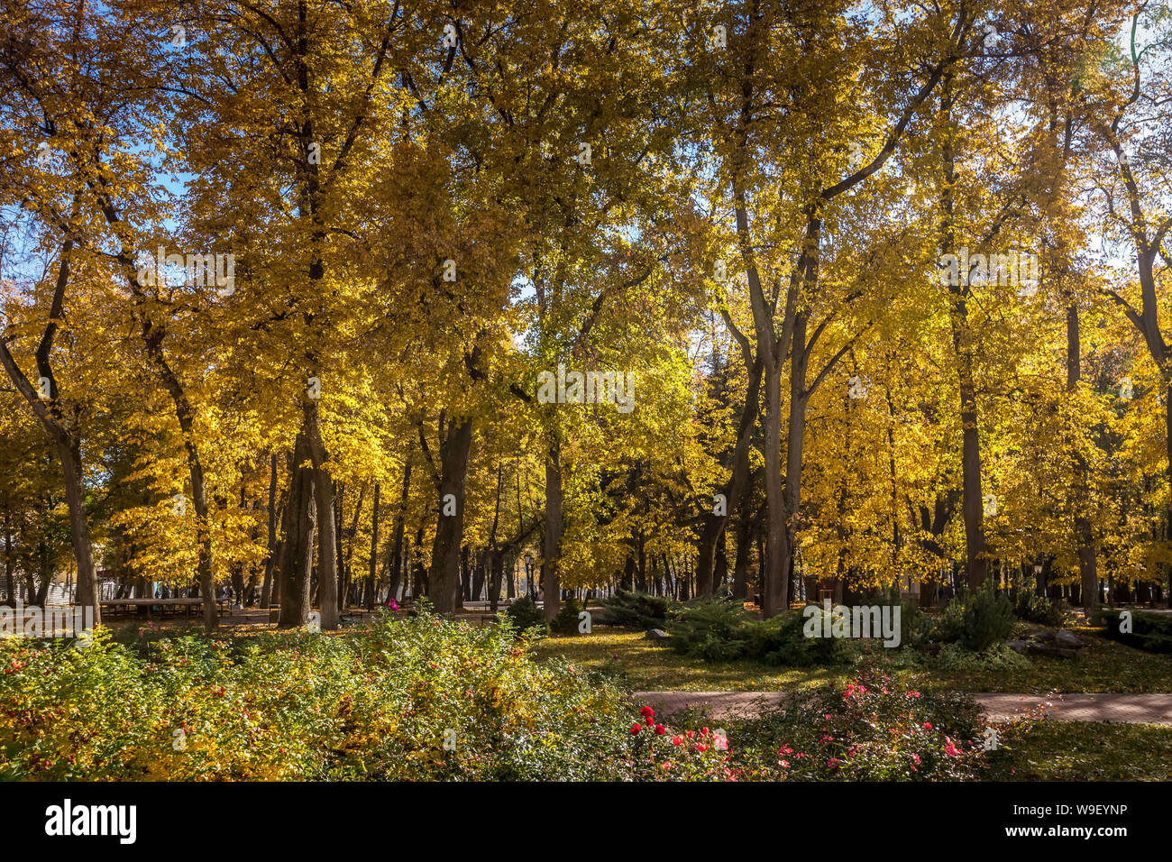 Yellow leaf fall in the park in golden autumn. Landscape with maples and other trees on a sunny ...