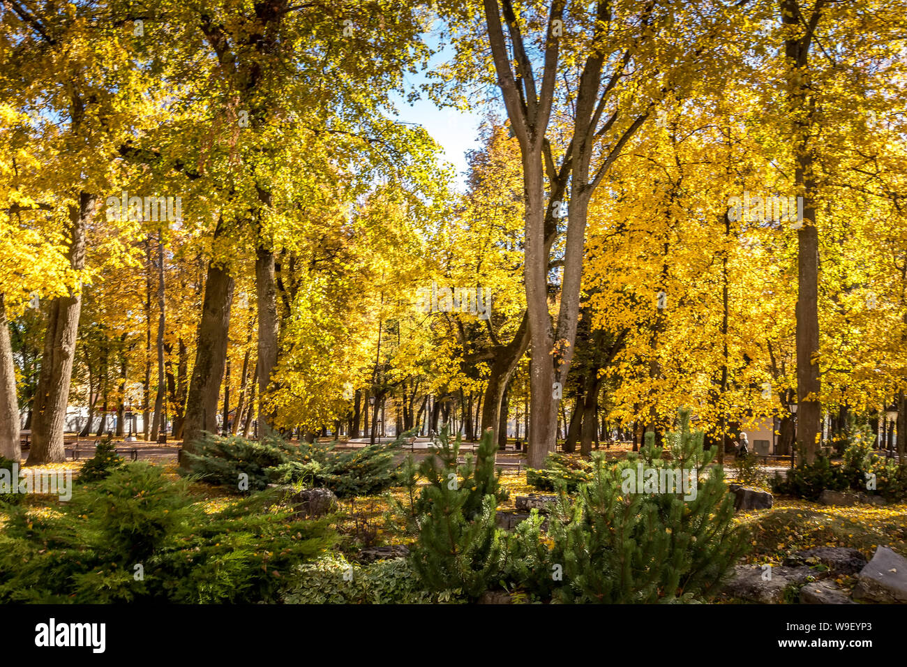 Yellow leaf fall in the park in golden autumn. Landscape with maples and other trees on a sunny ...