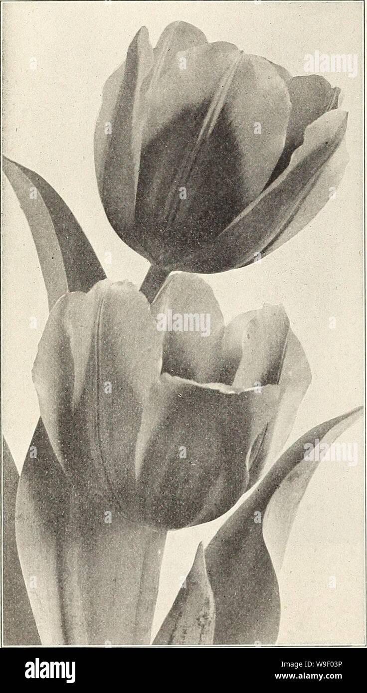 Tulip trade history hi-res stock photography and images - Alamy