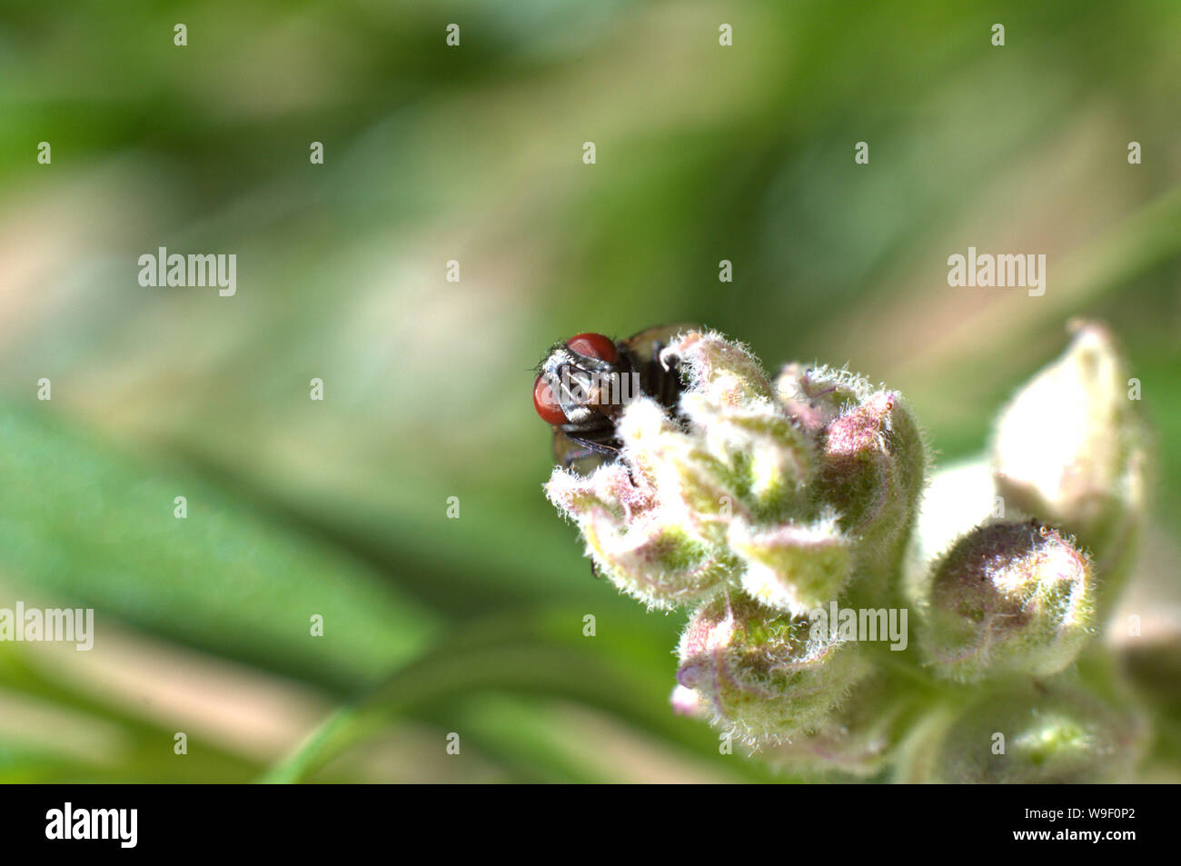 Boo photo hi-res stock photography and images - Alamy