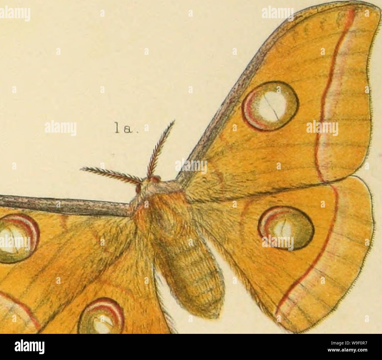 Archive image from page 6 of The silkworm moths of India;. The silkworm ...