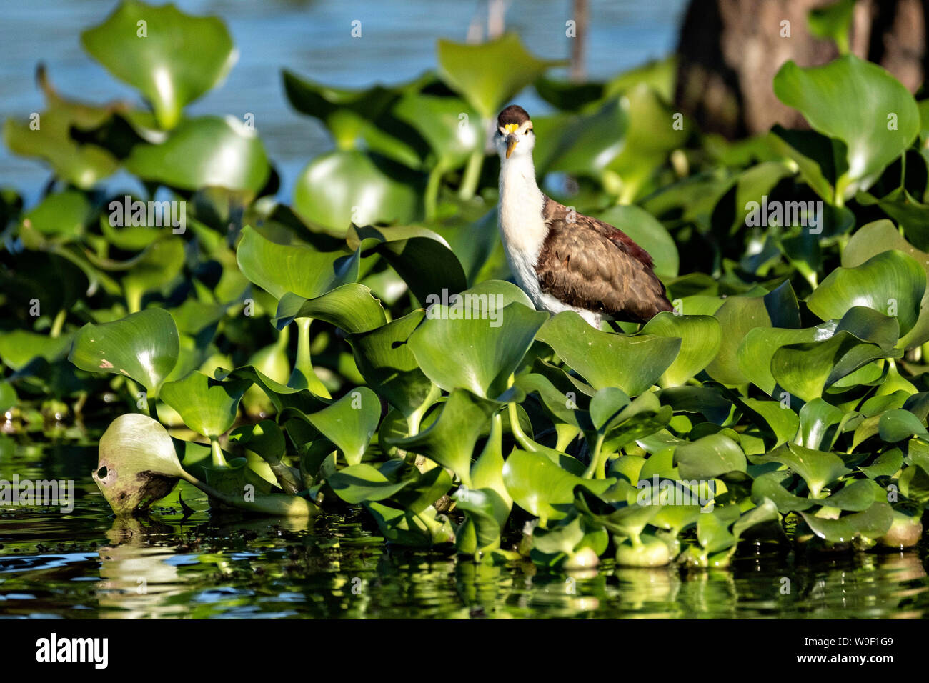 Mexico water hyacinth hi-res stock photography and images - Alamy