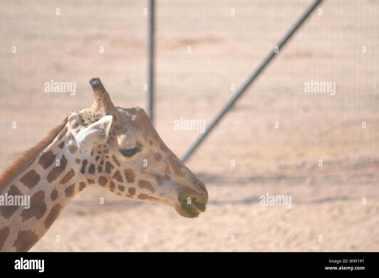 close up face of giraffe Stock Photo - Alamy