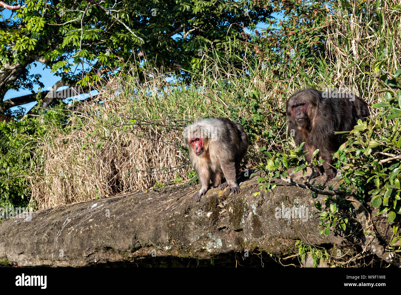 Monkey island puerto rico hi-res stock photography and images - Alamy
