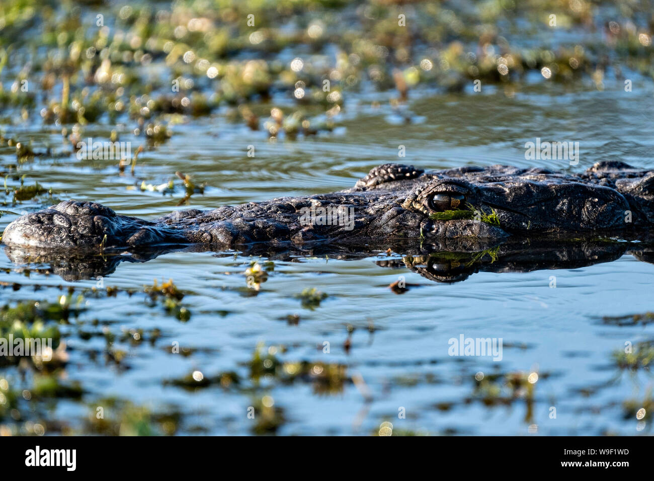 An American alligator in Lake Catemaco, along the Nanciyaga Ecological ...