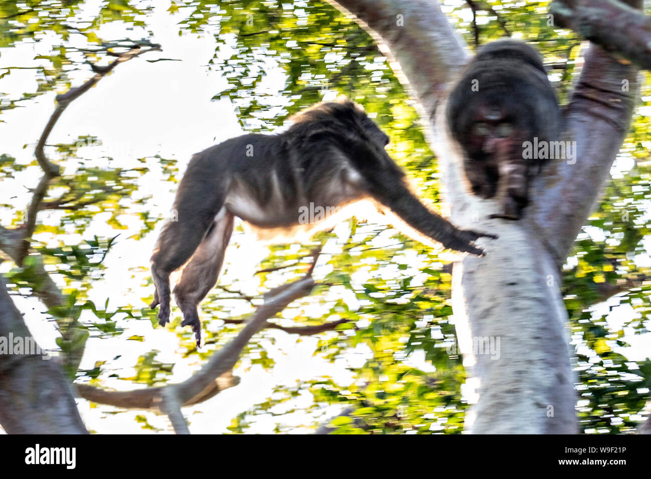 Stump Tail Macaques climb trees on Tanaxpillo Island in Lake Catemaco ...