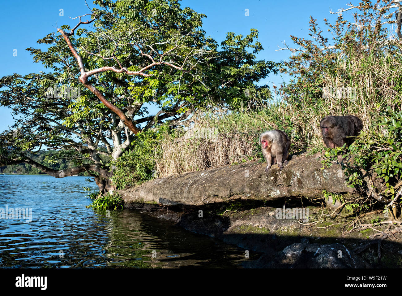 Monkey island puerto rico hi-res stock photography and images - Alamy