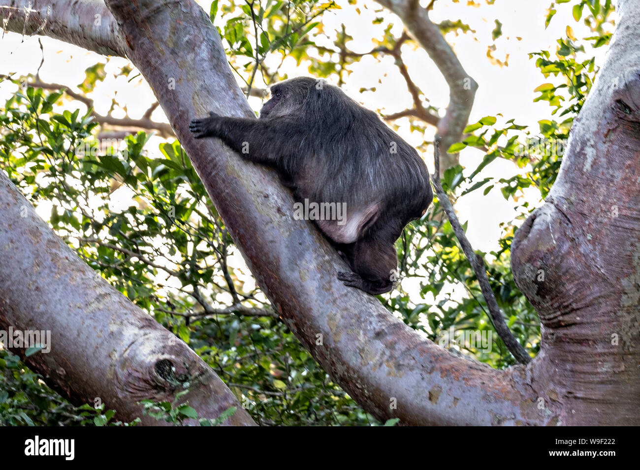 Stump Tail Macaques climb trees on Tanaxpillo Island in Lake Catemaco ...
