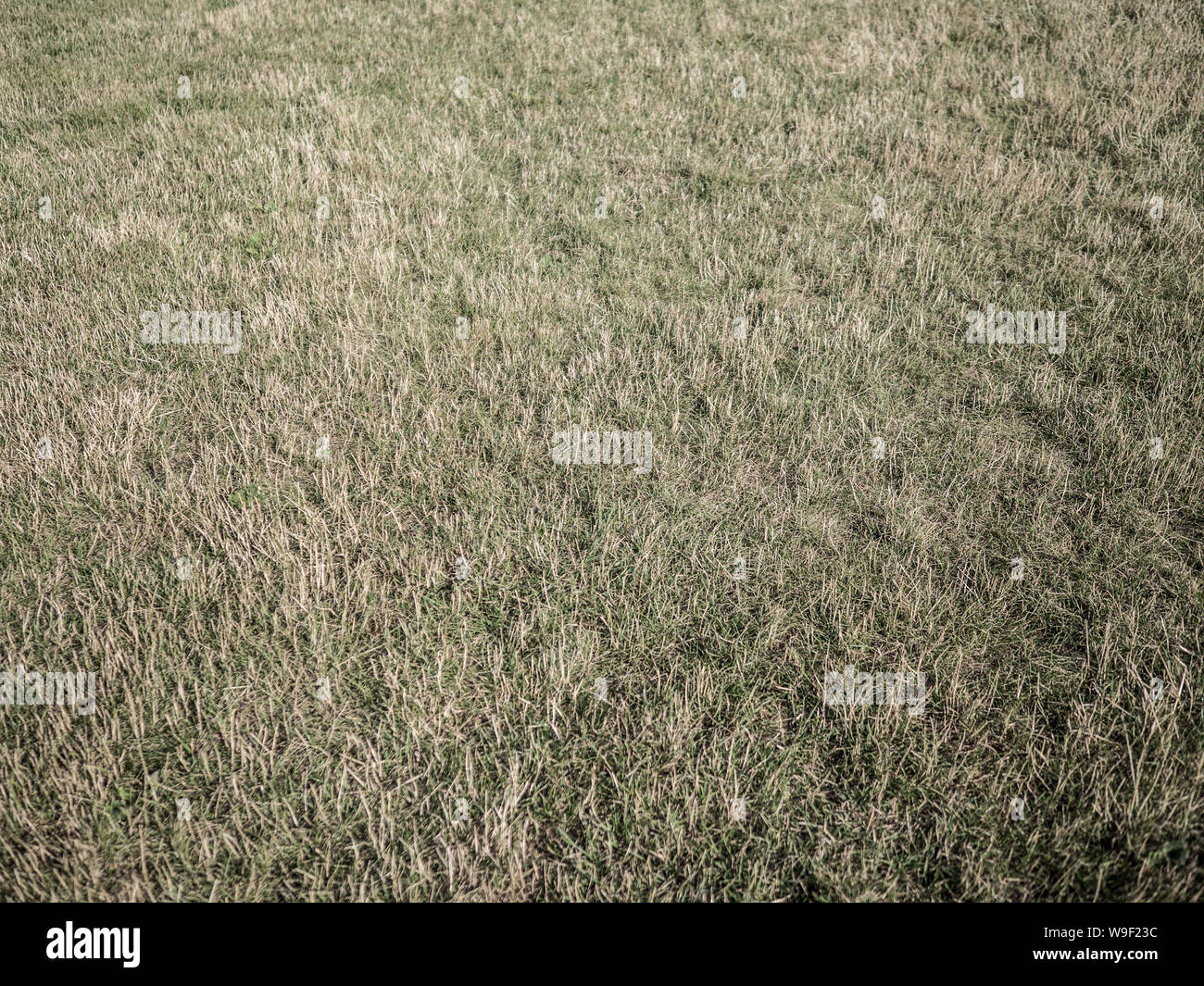 Arid yellow and waterless grass after drought as a simple background ...