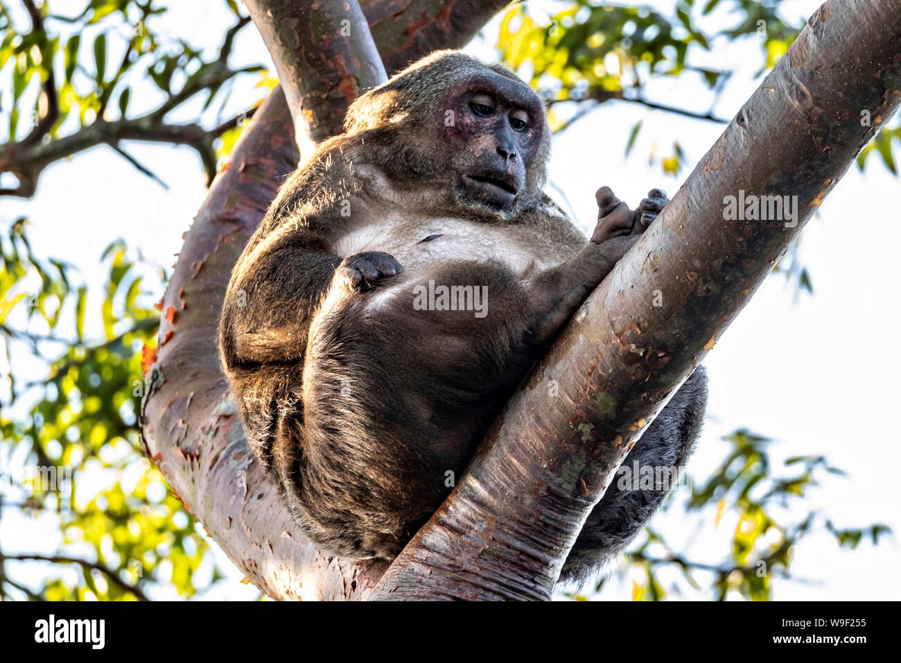 Stump Tail Macaques climb trees on Tanaxpillo Island in Lake Catemaco ...