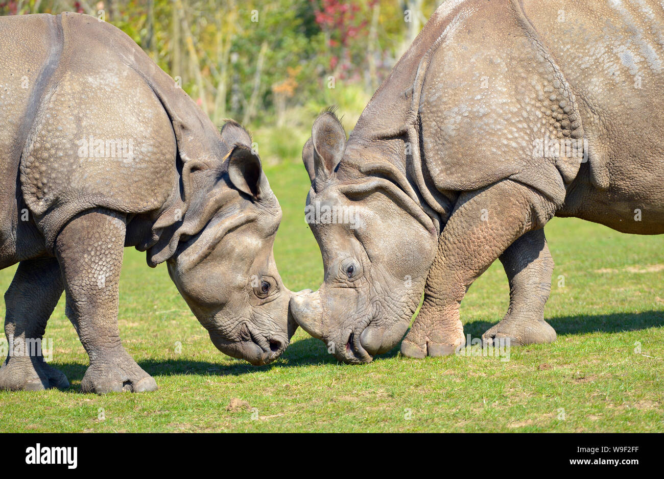 Closeup two Indian rhinoceros (Rhinoceros unicornis) seen from profile, muzzle against muzzle ...